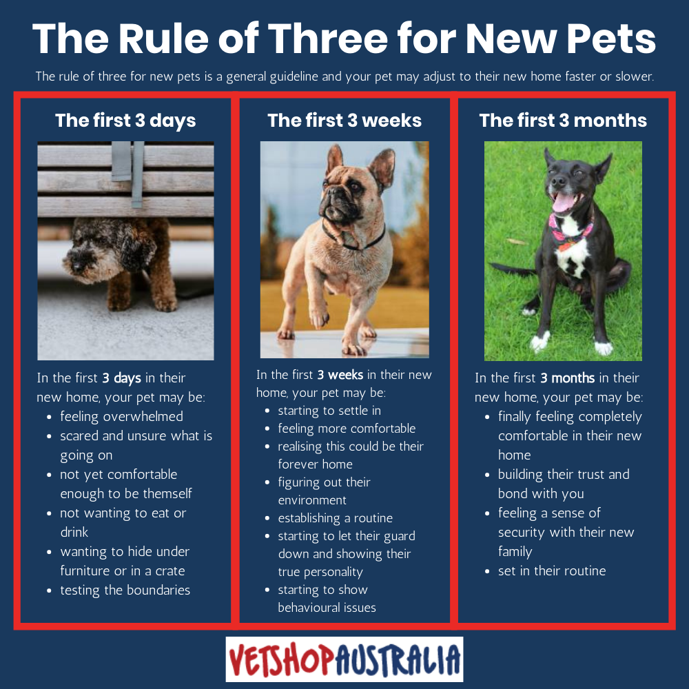 3 Tips for New Pet Owners | VetShopAustralia